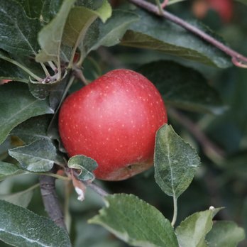 COREY LAKE ORCHARDS - Updated December 2025 - 14 Photos & 15 Reviews ...