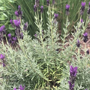 BERRY MANOR INN - Updated December 2025 - 70 Photos & 70 Reviews - 81 ...