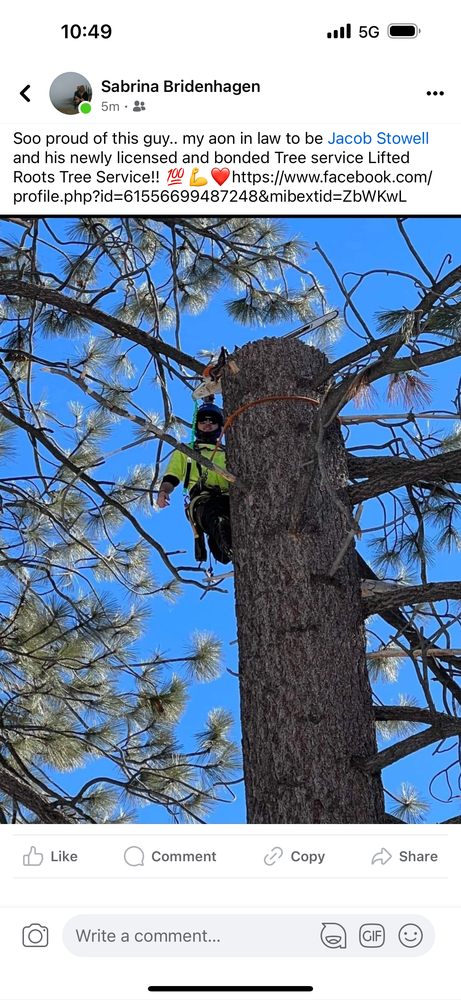 LIFTED ROOTS TREE SERVICE - Updated August 2025 - 14 Photos - South ...