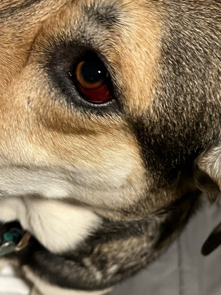 HOUND AROUND RESORT - Updated August 2024 - 29 Photos & 23 Reviews ...