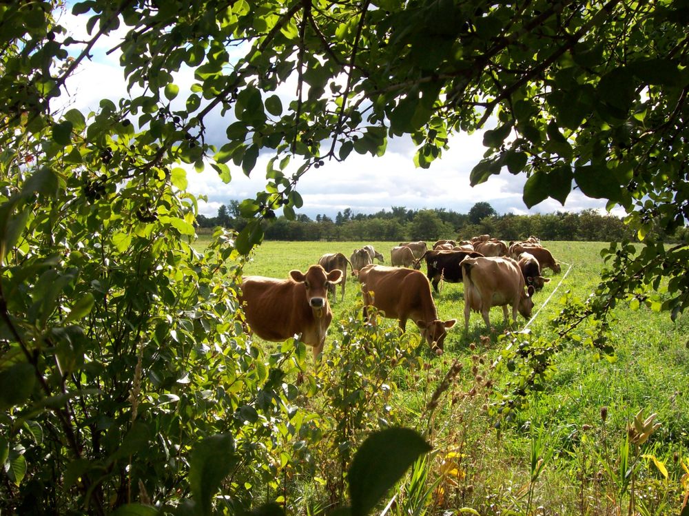 BUTTERFIELD FARM - Updated August 2024 - 1002 Coveytown Rd, Burke, New ...