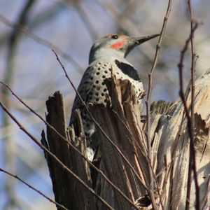 SWANSTON PARK - Updated September 2025 - 25 Photos & 37 Reviews - 2350 ...