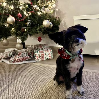 BARK ROOM - Updated December 2025 - 178 Photos & 131 Reviews - 65 S ...