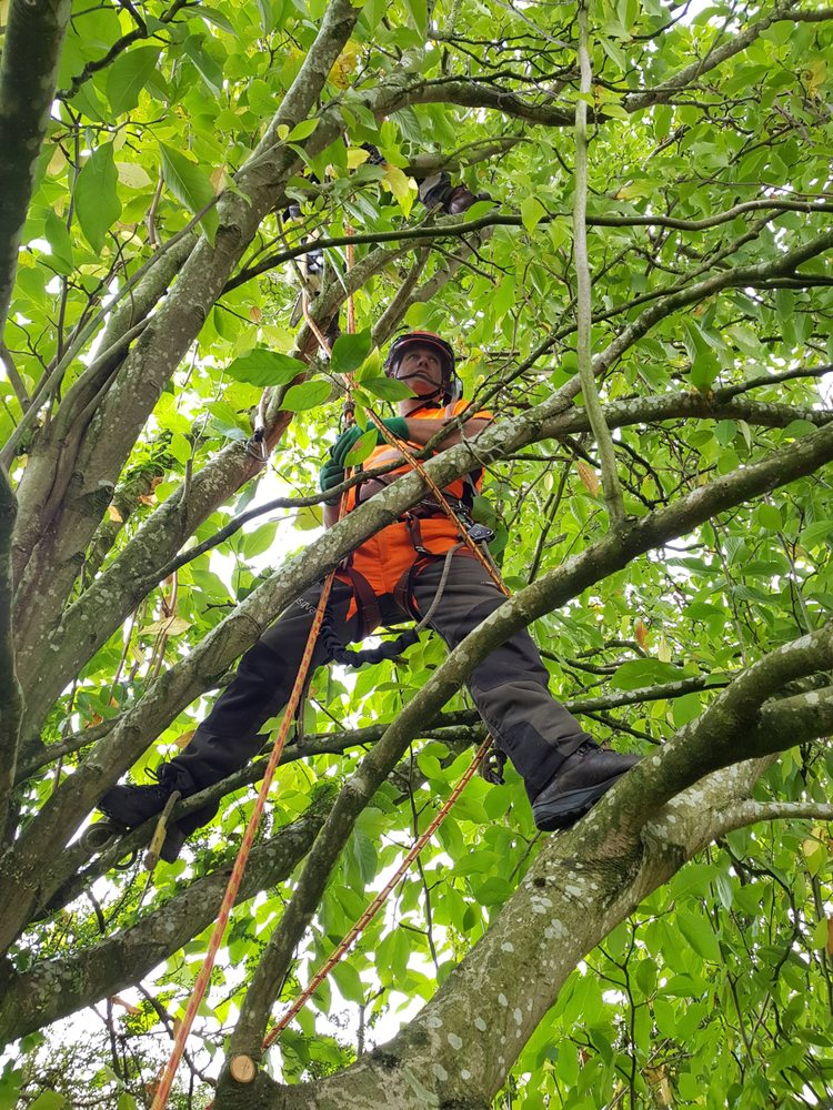 DEAN TREE SURGERY - Hebden bridge, West Yorkshire, United Kingdom - Yelp