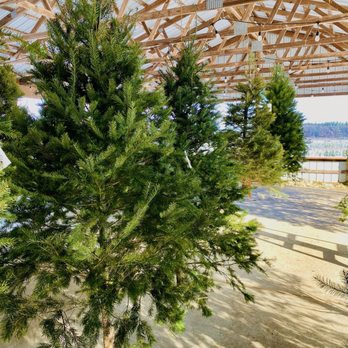 BROADVIEW CHRISTMAS TREE - Updated December 2025 - 28 Photos & 19 ...