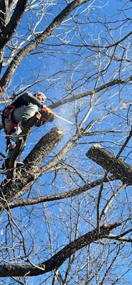 HARD CORE TREE SERVICE - Updated March 2025 - Request a Quote - Eagle ...