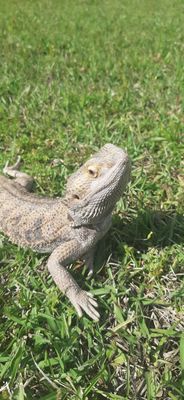 REPTILE RAPTURE - Updated January 2026 - 37 Photos & 23 Reviews - 6308 ...