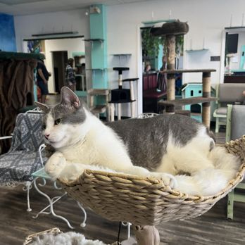 MOCHAS AND MEOWS - Updated May 2024 - 115 Photos & 65 Reviews - 3265 ...