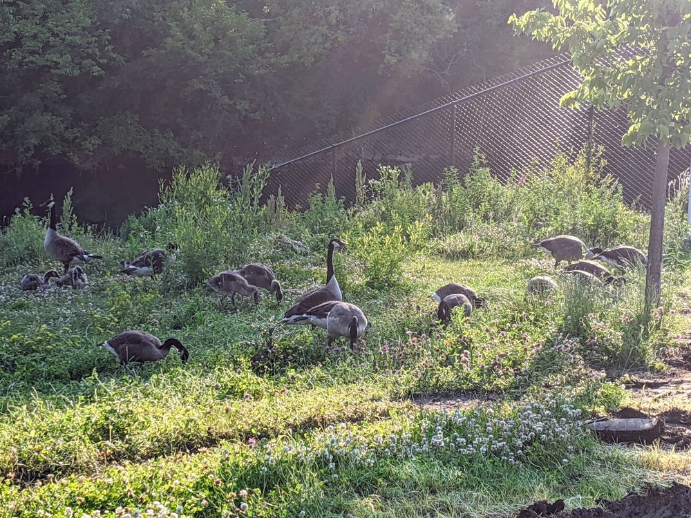 NORTH SHORE CHANNEL TRAIL - 26 Photos & 20 Reviews - Argyle St ...