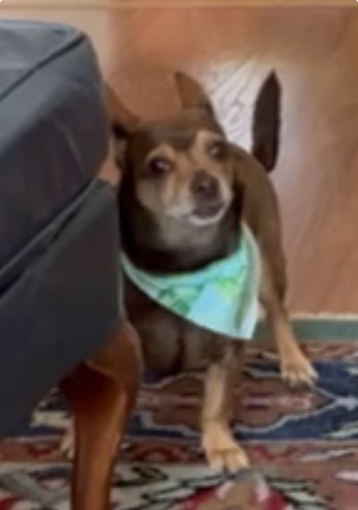 NALAS GROOMING - Updated December 2025 - 42 Photos & 25 Reviews - 26440 ...