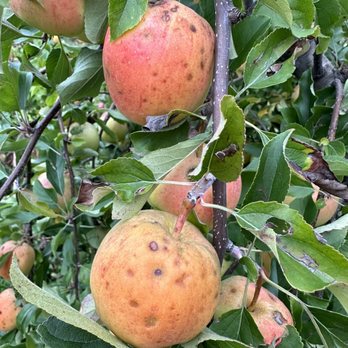 WILKENS FRUIT AND FIR FARM in 1335 White Hill Rd, Yorktown Heights, New ...