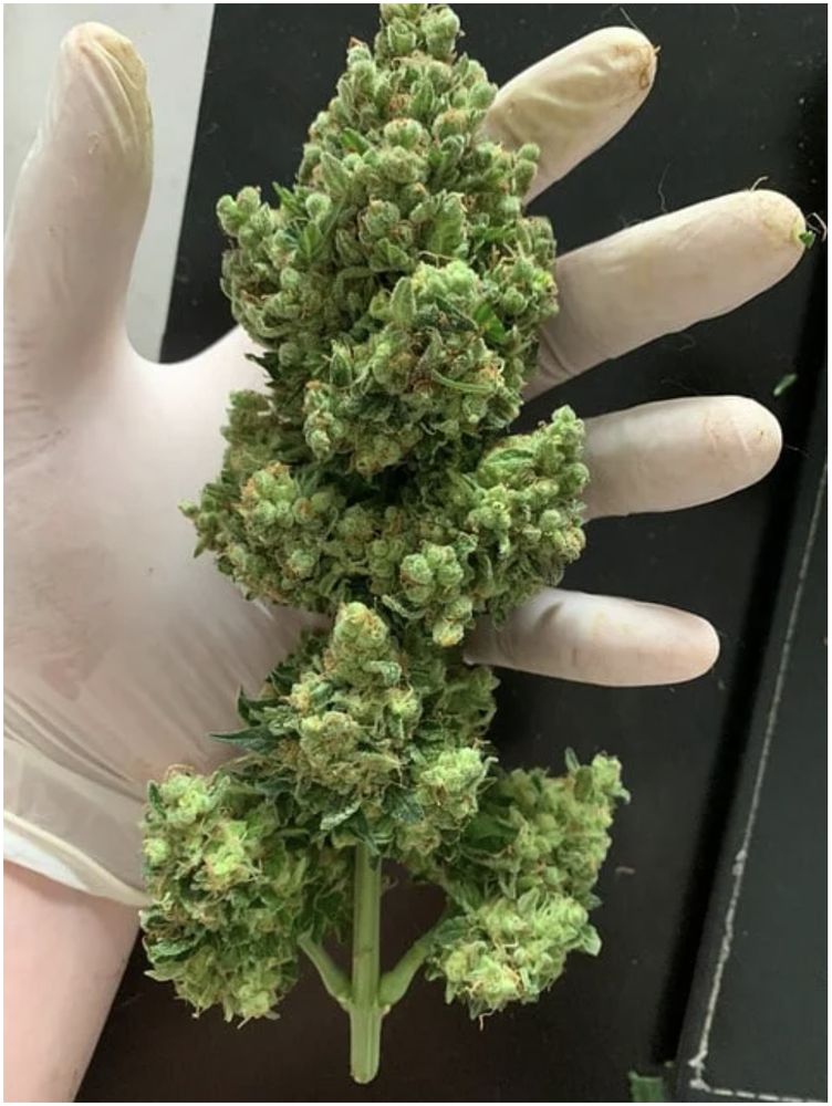 KC KUSH - Updated June 2025 - 11 Reviews - 215 Sw Blvd, Kansas City ...