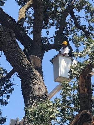 ANDERSON TREE EXPERTS - Updated June 2026 - 24 Photos & 10 Reviews ...