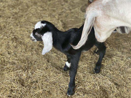 THE LITTLE FARM - 154 Photos & 57 Reviews - 13401 SW 224th St, Miami ...