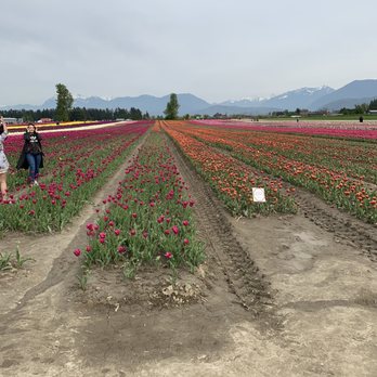 HARRISON TULIP FESTIVAL BY ONOS FARMS - Updated November 2025 - 12 ...