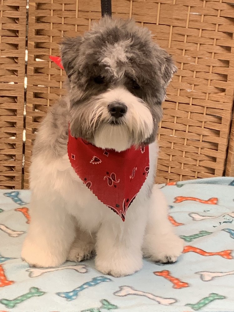 BLUE RIBBON PET GROOMING - Updated January 2026 - 33 Photos ...