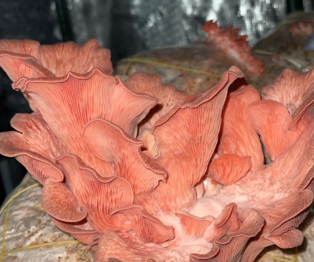 MUSHROOM MANNA SERIES - Updated November 2024 - 64 Photos - Hartney ...