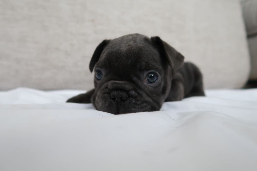 SHORT LEG FRENCHIES - Updated February 2025 - Request Information - 72 ...