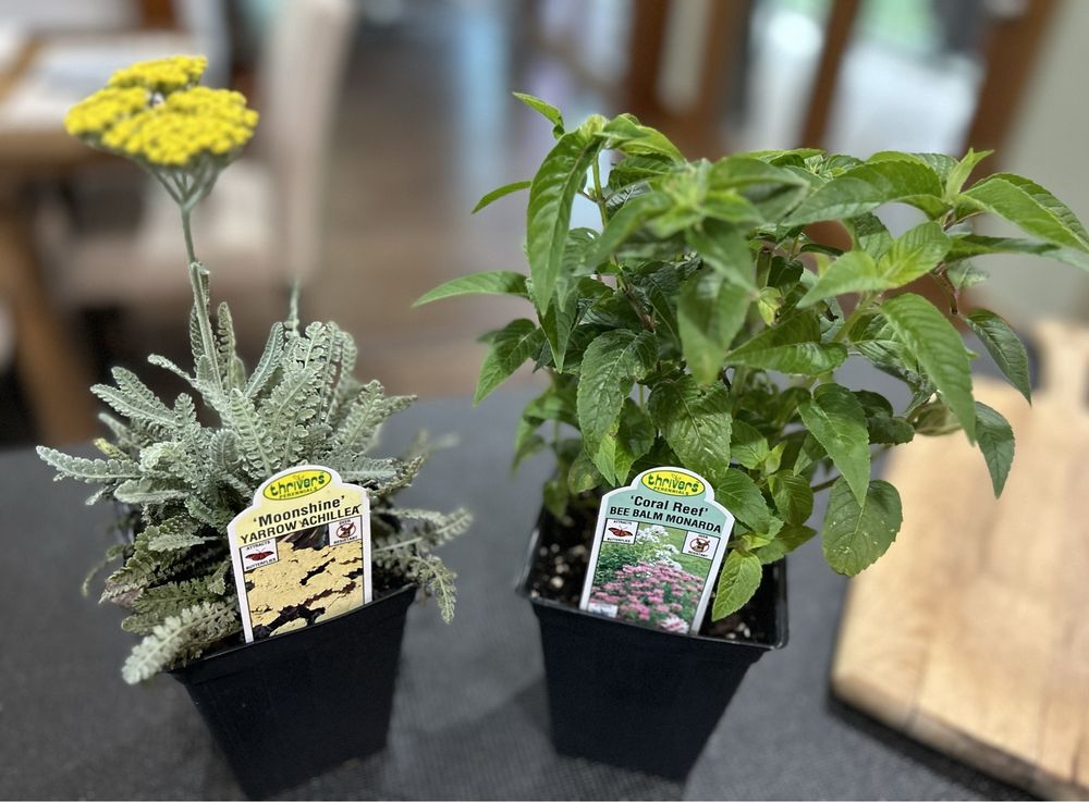 JONES PLANTS & NURSERY - Updated June 2026 - 8600 Jefferson Church Rd ...