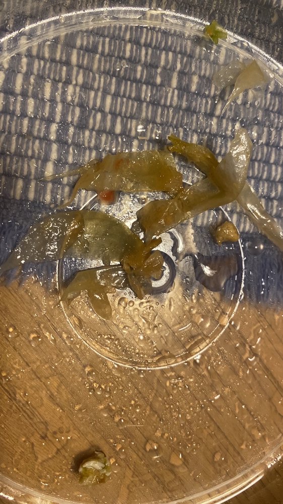 THAI BLUE GINGER - Updated September 2024 - 56 Photos & 109 Reviews ...