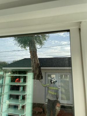 HAYWARD TREE SERVICE - Updated April 2025 - 109 Photos & 148 Reviews ...