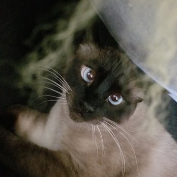 BUCKLEY VETERINARY HOSPITAL - Updated July 2025 - 33 Reviews - 28801 ...