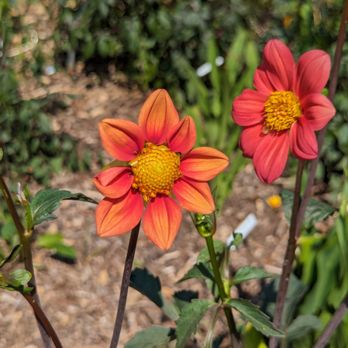 JC RAULSTON ARBORETUM - Updated December 2025 - 693 Photos & 113 ...