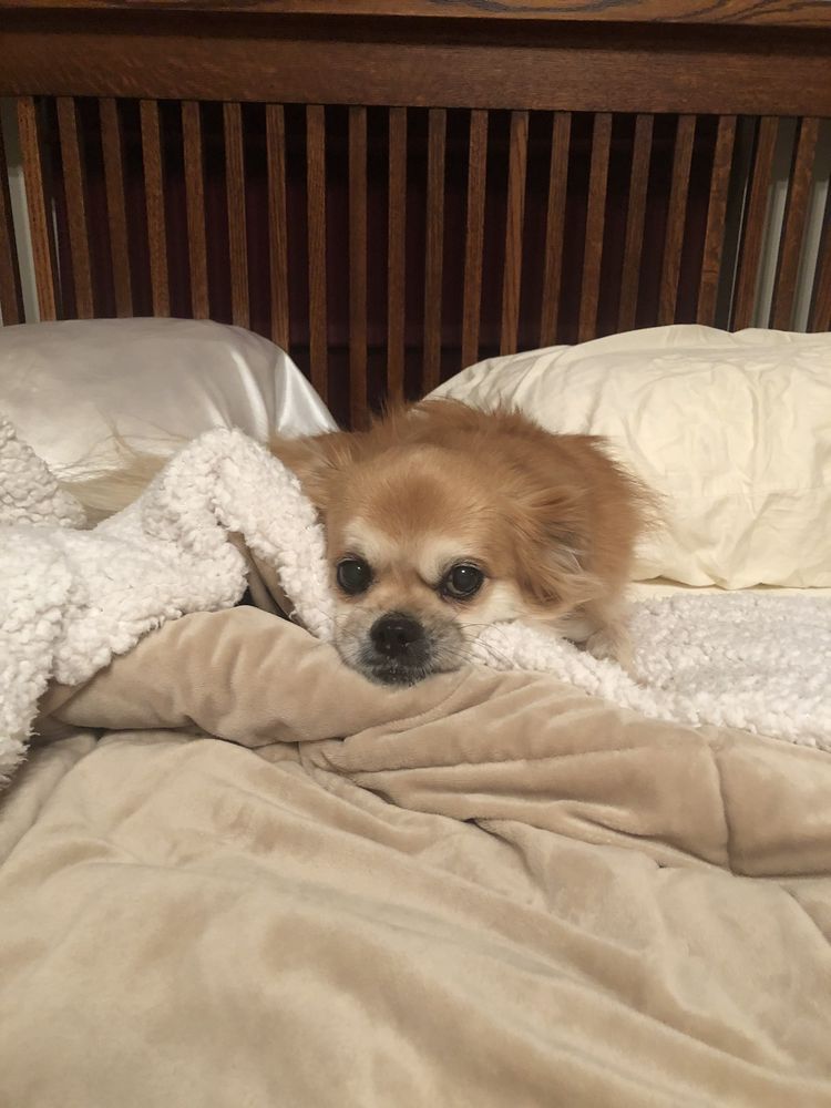 PARADISE PET RESORT - Updated December 2025 - 14 Photos - 2100 Paradise ...