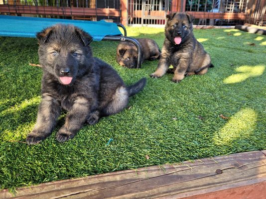 GERMAN SHEPHERDS FROM LAND OF HURRICANES - Updated October 2025 - 15 ...