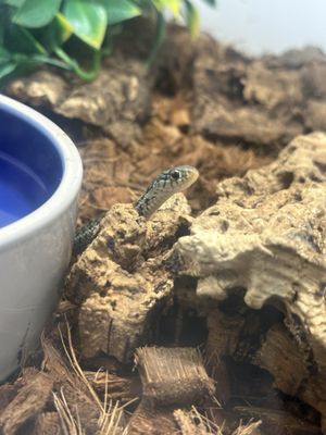 DFW REPTARIUM - Updated December 2025 - 97 Photos & 105 Reviews - 2220 ...