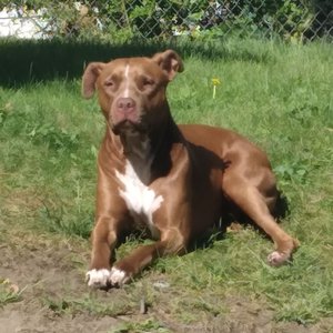 MICHIGAN ANIMAL RESCUE LEAGUE - Updated August 2025 - 39 Photos & 58 ...