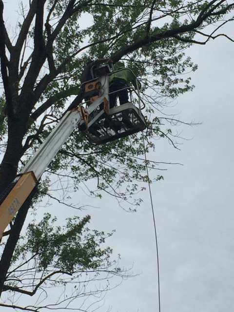 TEETER LANDSCAPING TREE DIVISION - Updated July 2025 - Rochester, New ...