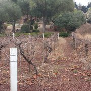 ALMADEN WINERY COMMUNITY CENTER - 20 Photos - 5730 Chambertin Dr, San ...