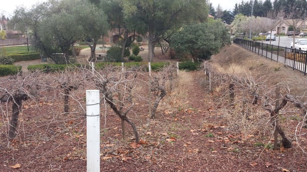 ALMADEN WINERY COMMUNITY CENTER - Updated December 2025 - 20 Photos ...