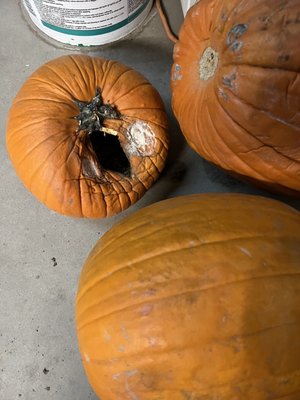 MILLER FARMS - Updated October 2025 - 97 Photos & 83 Reviews - 9040 Hwy ...