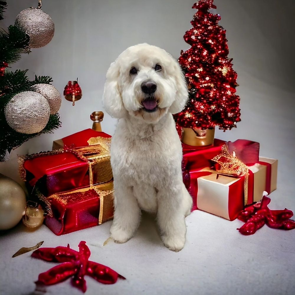 DOG SPAW ON MAIN - Updated December 2025 - 96 Photos - 1223 Main St ...