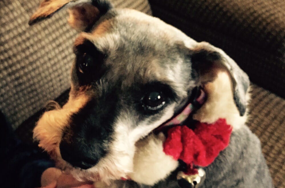 CALAPOOLA VETERINARY CENTER - Updated December 2025 - 10 Reviews - 835 ...