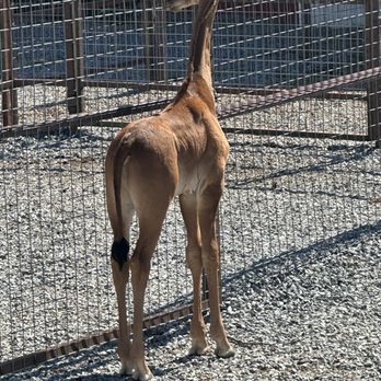 BRIGHT’S ZOO - Updated January 2026 - 95 Photos & 39 Reviews - 3425 Hwy ...