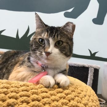 MEOWS CORNER - Updated October 2025 - 47 Photos & 39 Reviews - 21435 ...