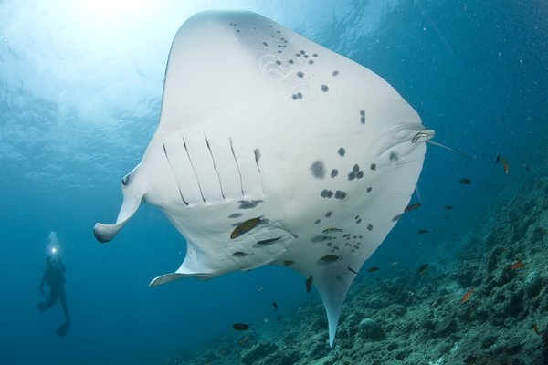 SCUBADVENTURES NAPLES - 59 Photos & 13 Reviews - Scuba Diving - 971 ...