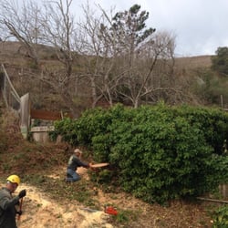 PRECISION TREE CARE - 40 Photos & 131 Reviews - Pacifica, California ...