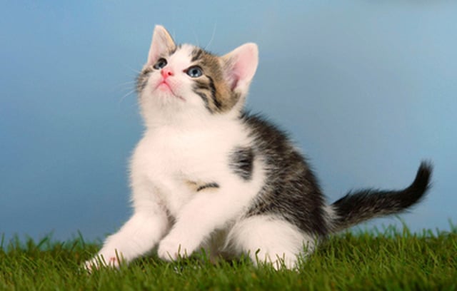 Same Day Service at Acorn Cattery - Updated April 2025 - Acorns Coolham ...