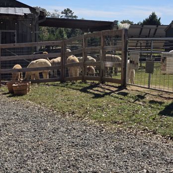 GOOD KARMA RANCH ALPACAS - Updated October 2025 - 63 Photos & 13 ...