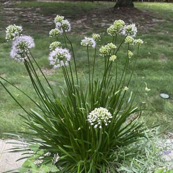 BENTLEY RIDGE TREE FARM - Updated December 2025 - 84 Photos & 11 ...