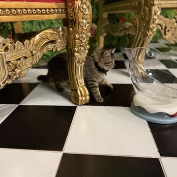 SYDNEY’S CAT LOUNGE & SANCTUARY - Updated May 2026 - 40 Photos - 3407 E ...