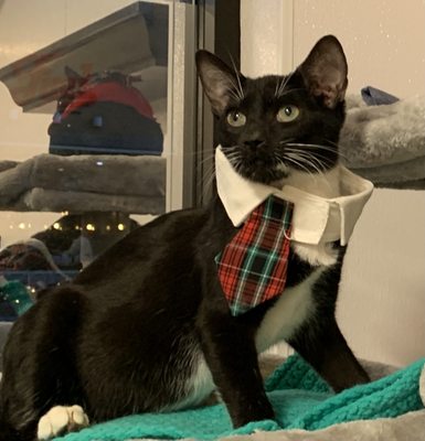 THE CAT CONNECTION - Updated December 2025 - 28 Photos & 13 Reviews ...