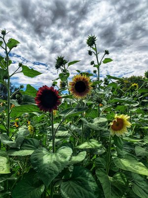 BIG JIM FARMS - Updated October 2024 - 83 Photos & 15 Reviews - 3521 ...