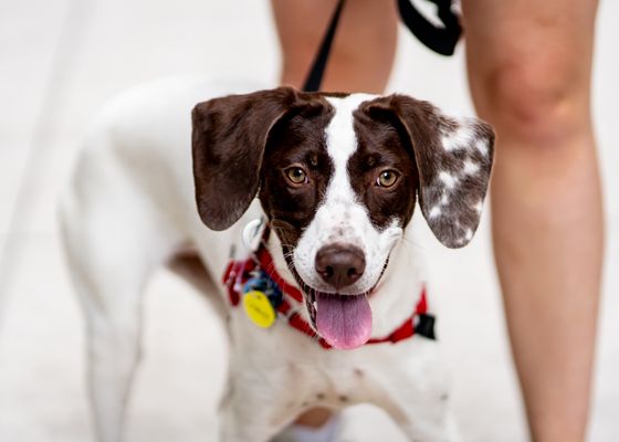 MUDDY PAWS RESCUE - Updated July 2025 - 130 Photos & 112 Reviews - New ...