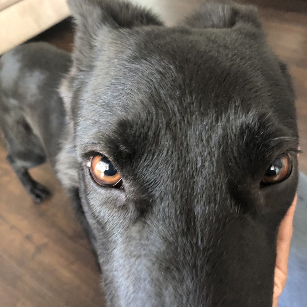 GOLDEN STATE HUMANE SOCIETY - Updated May 2025 - 177 Photos & 493 ...