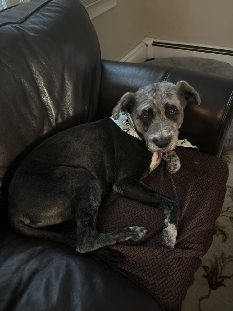 DOGFATHER GROOMING - Updated December 2025 - 14 Photos & 27 Reviews ...